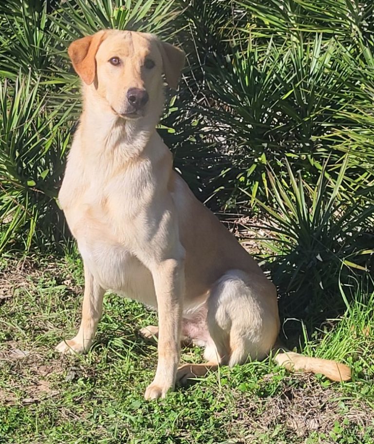 OUR STUD DOG: Red Labels Oliver with a Twist – Red Label Labradors